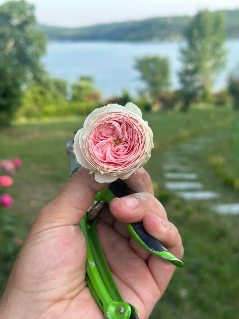 Gül Resimleri - 5 Muhteşem Çeşitle En Güzel Gülleri Keşfet – RosaDelAmore