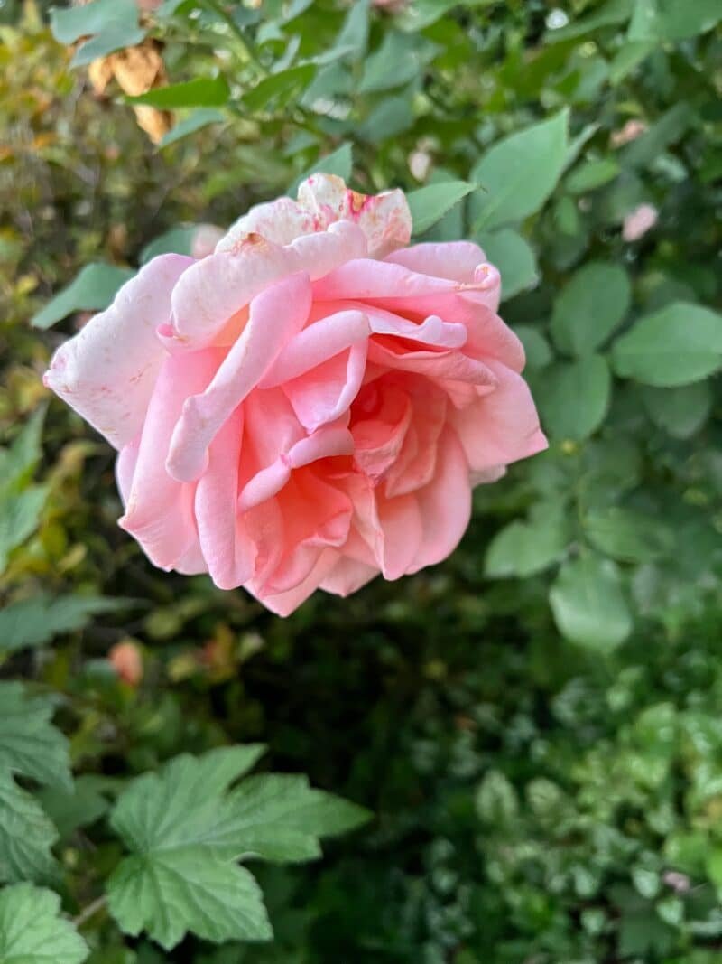 Gül Resimleri - 5 Muhteşem Çeşitle En Güzel Gülleri Keşfet – RosaDelAmore