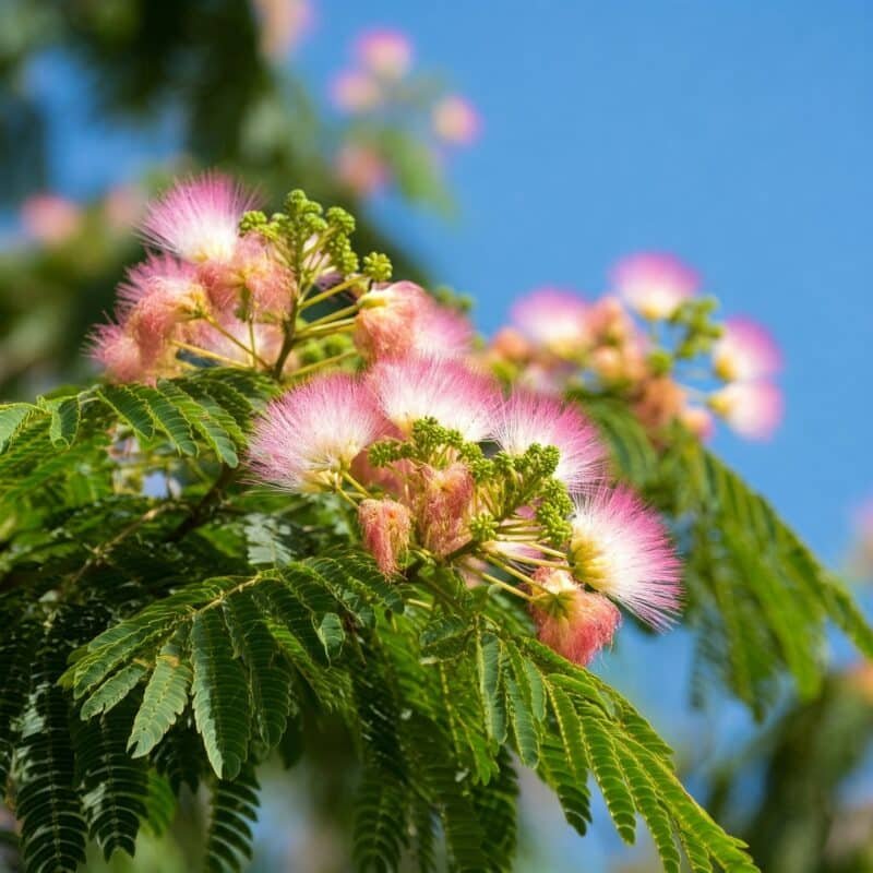 Akasya Ağacı Nasıl Dikilir? Hızlı Büyümesi İçin 5 Etkili Yöntem ...
