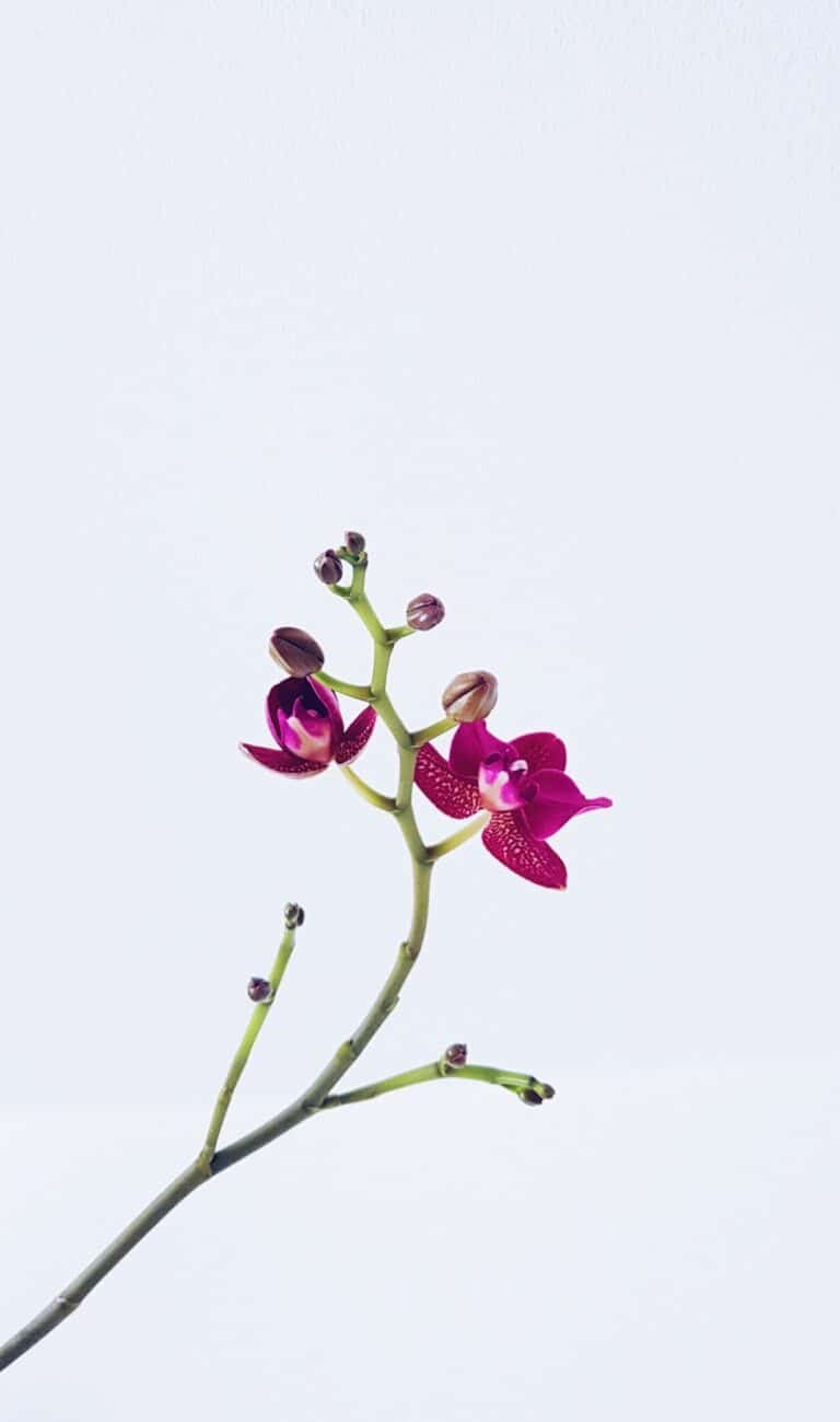 En Güzel Çiçekler ve Anlamları – RosaDelAmore