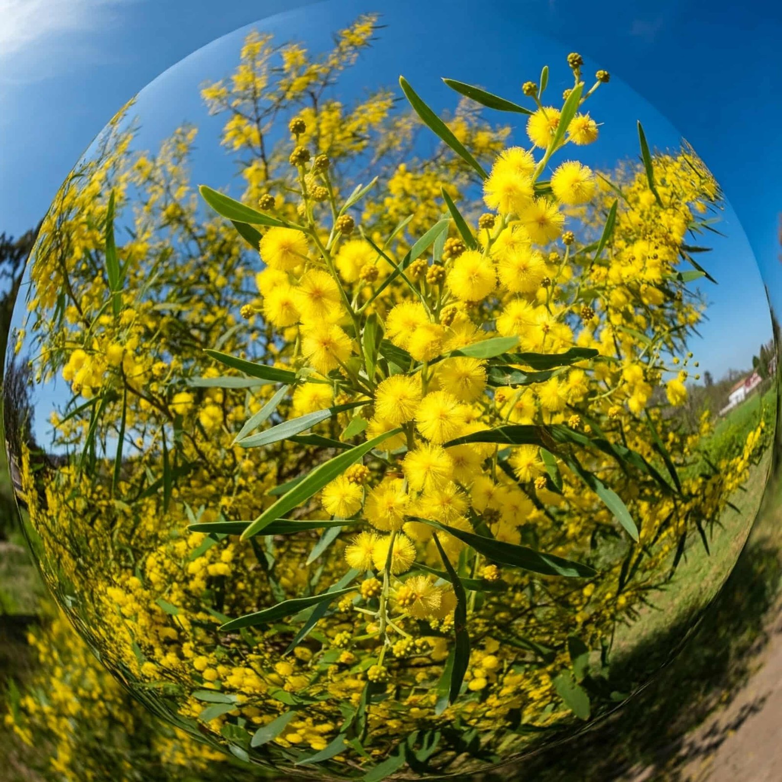 Akasya Ağacı Nasıl Dikilir? Hızlı Büyümesi İçin 5 Etkili Yöntem ...