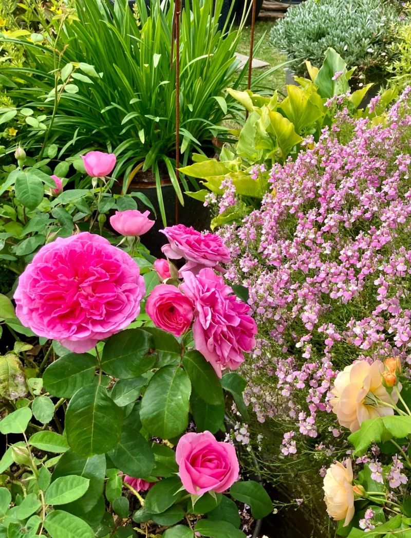 Gertrude Jekyll - En Güzel Kokulu Bahçe Gülleri Fidanı